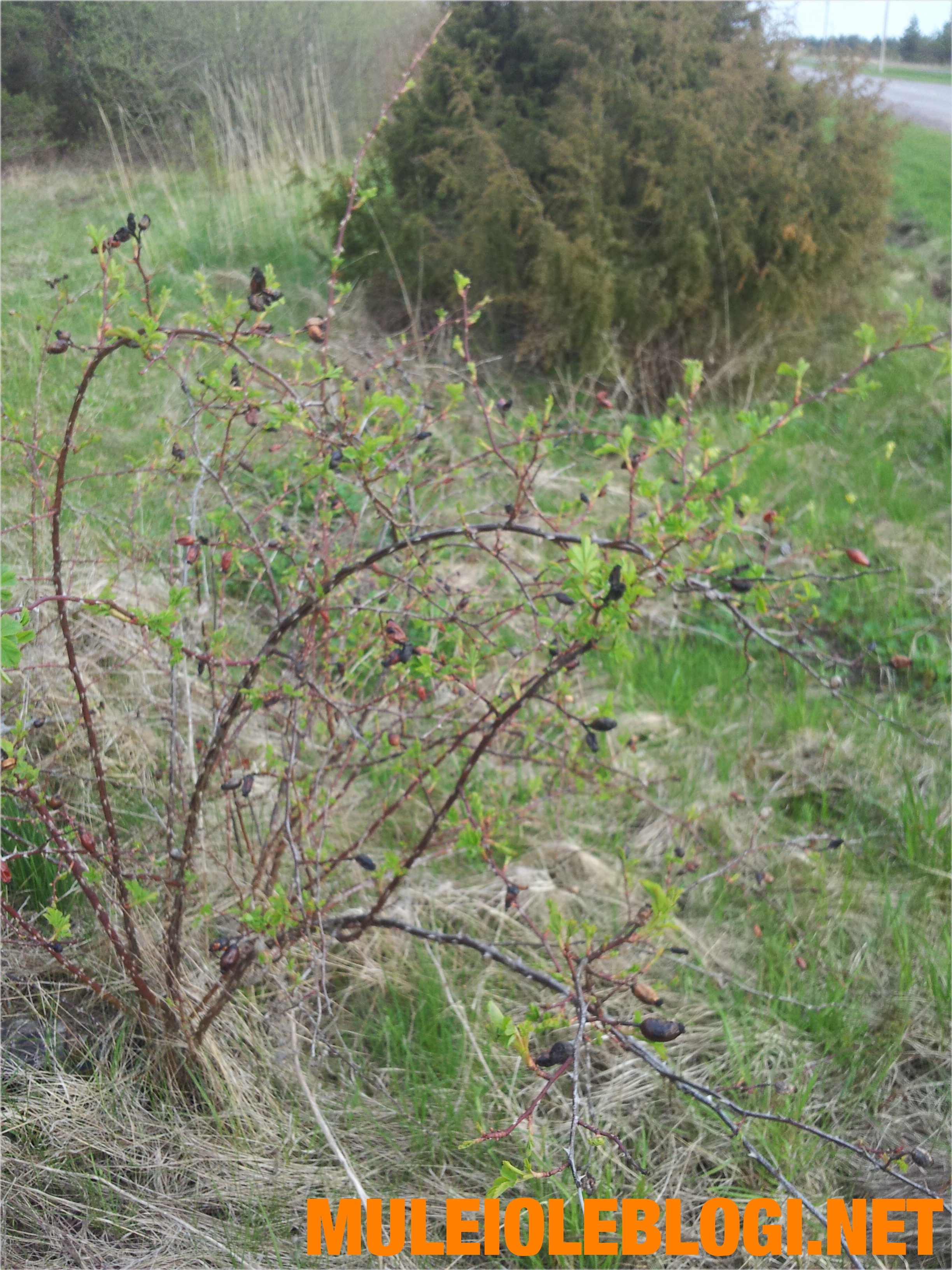 Kibuvits – Mul ei ole blogi